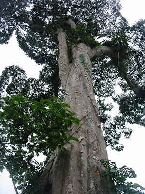 Madera de almendro de montaña - Arkiplus.com